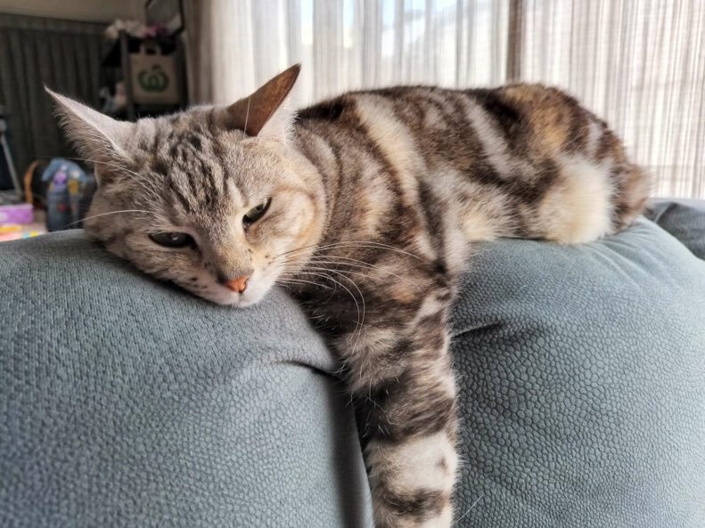 Telstra T-Elite 5G review: A ready-made reliable upgrade